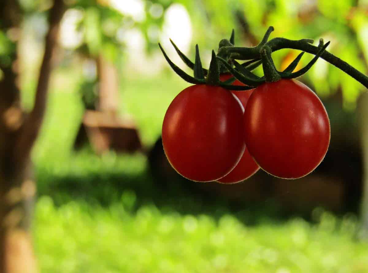 The Ultimate Guide to Growing Hydroponic Tomatoes Successfully