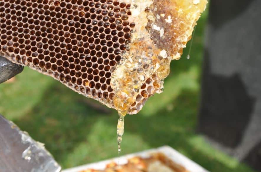 Honey Bees Versus Yellow Jackets: See The Difference! [Guide]