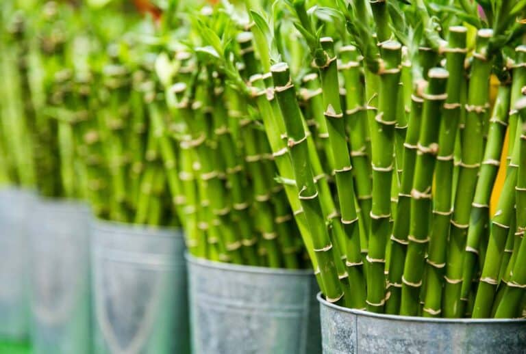 How to Save Lucky Bamboo Plants: Revive Your Dying Bamboo Plant