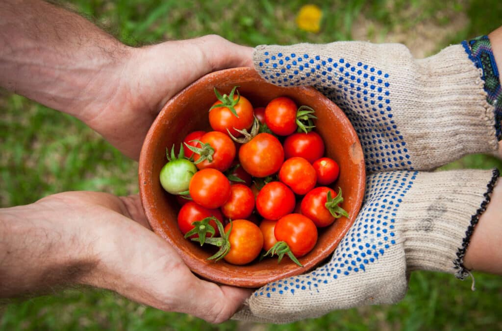 How To Save Dying Tomato Plants: Expert Tips and Techniques