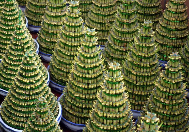 How To Save Dying Bamboo Plant: Comprehensive Guide to Revive Your Lucky