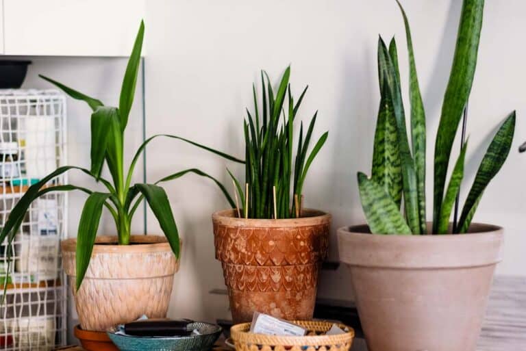 How to Save a Dying Snake Plant: Guide to Revive Your Sansevieria