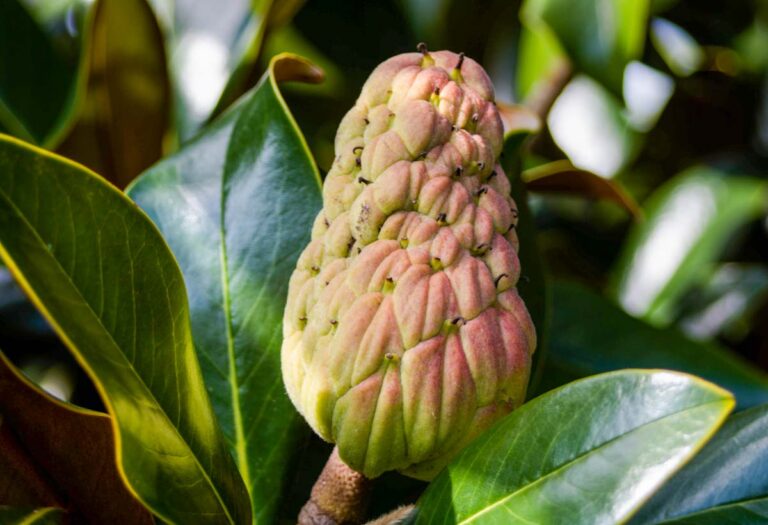 How to Save a Dying Rubber Tree Plant: Reviving Your Rubber Plant