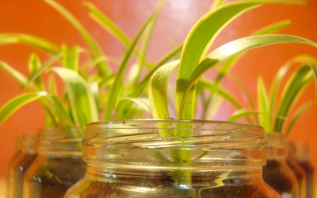 How to Save a Dying Pineapple Plant [Essential Tips]