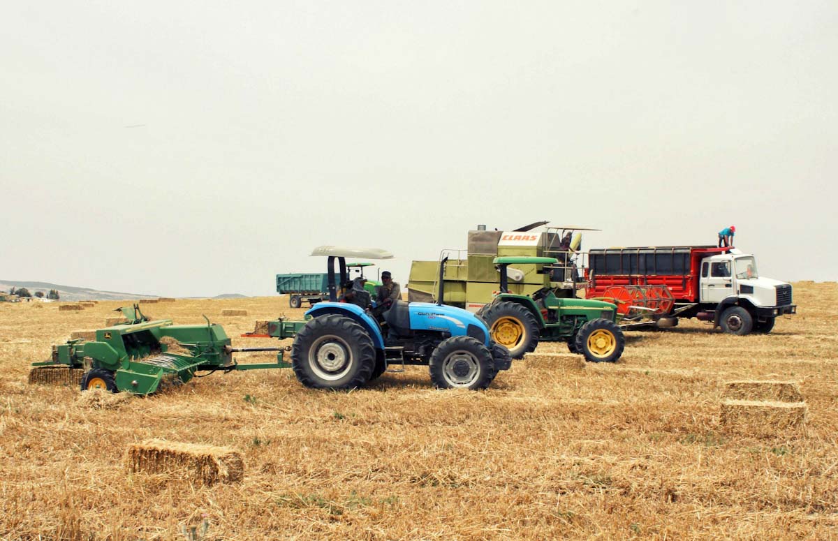 Organic Fertilizer: Nourish Your Garden the Natural Way