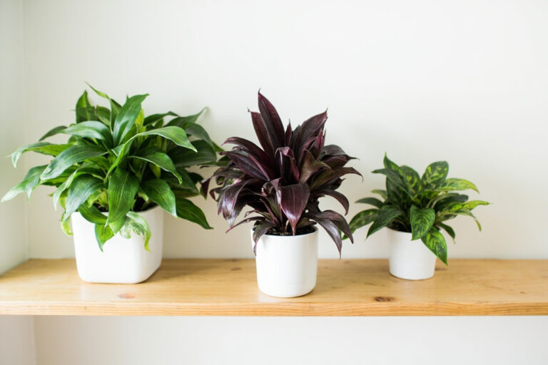 ZZ Plant Varieties Guide: From Classic Green to Rare Raven