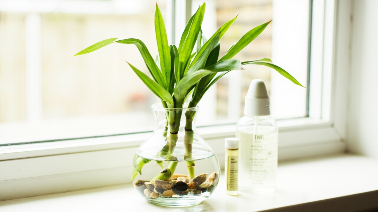 Lucky Bamboo Fertilizer Guide: How Often and How Much to Feed Dracaena